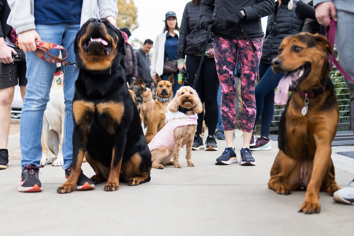 Your Dog Isn’t Your Baby: K-Nine Solutions Owner Gets Real and Gets ...