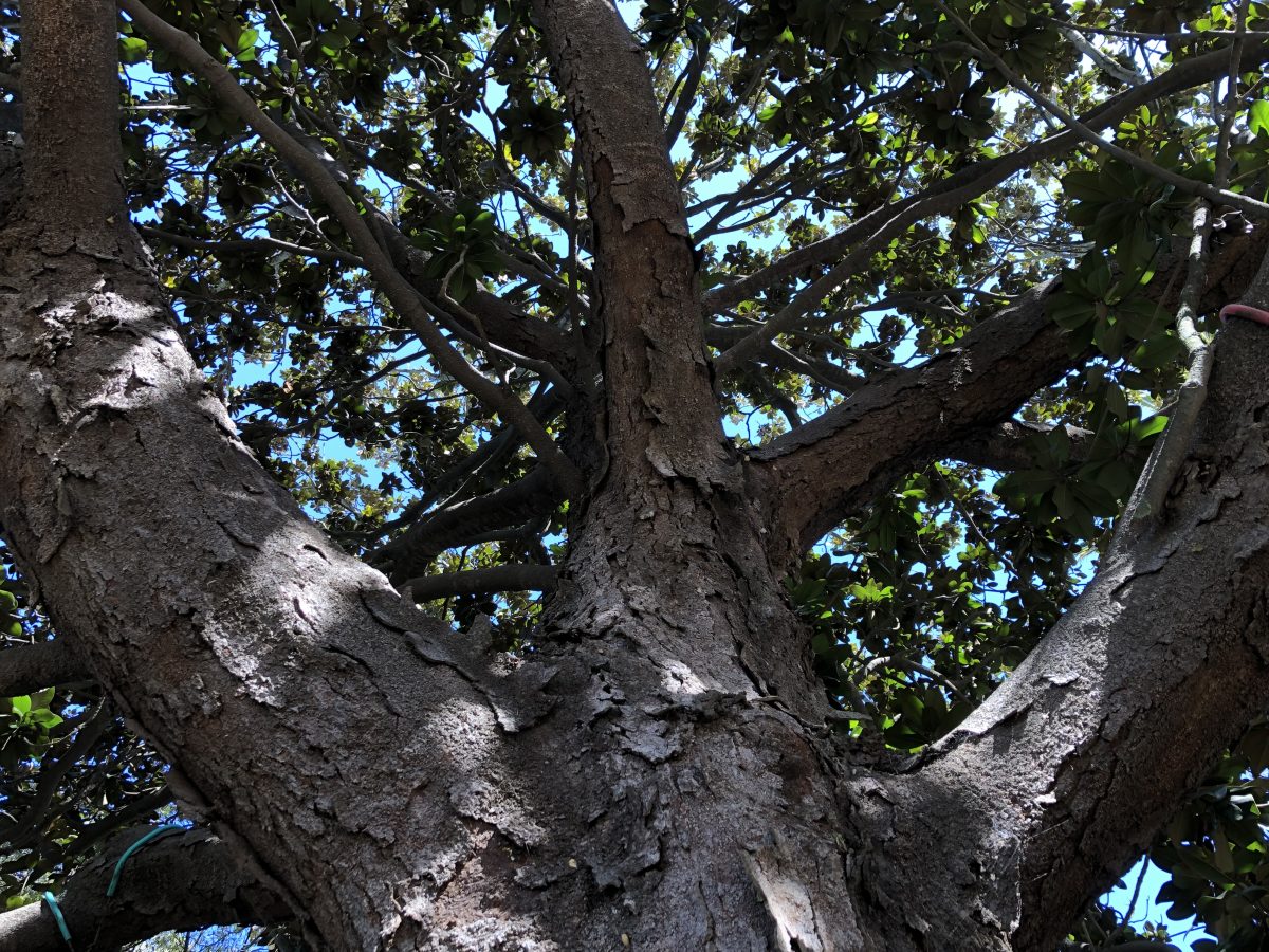 San Marcos Growers: Where the Big Trees Roam - The Santa Barbara ...