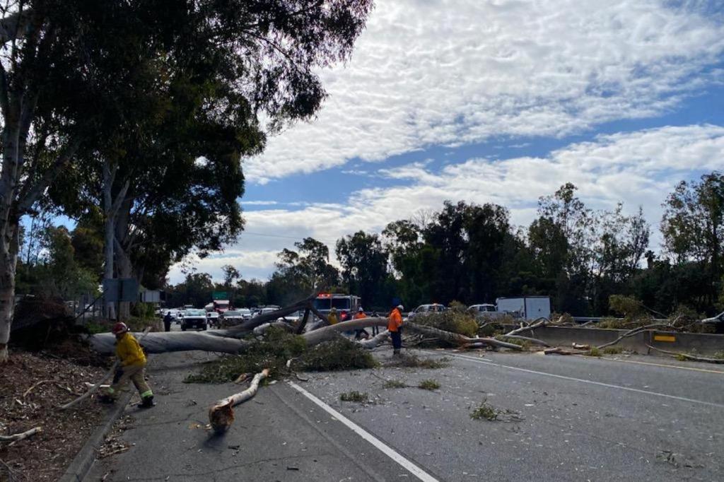 What’s with All the Fallen Trees in Santa Barbara? - The Santa Barbara ...
