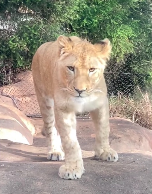 Santa Barbara Zoo Says Goodbye to Pauline the Lioness - The Santa ...