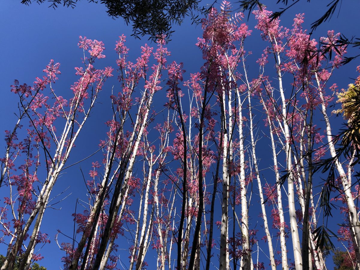 San Marcos Growers: Where the Big Trees Roam - The Santa Barbara ...