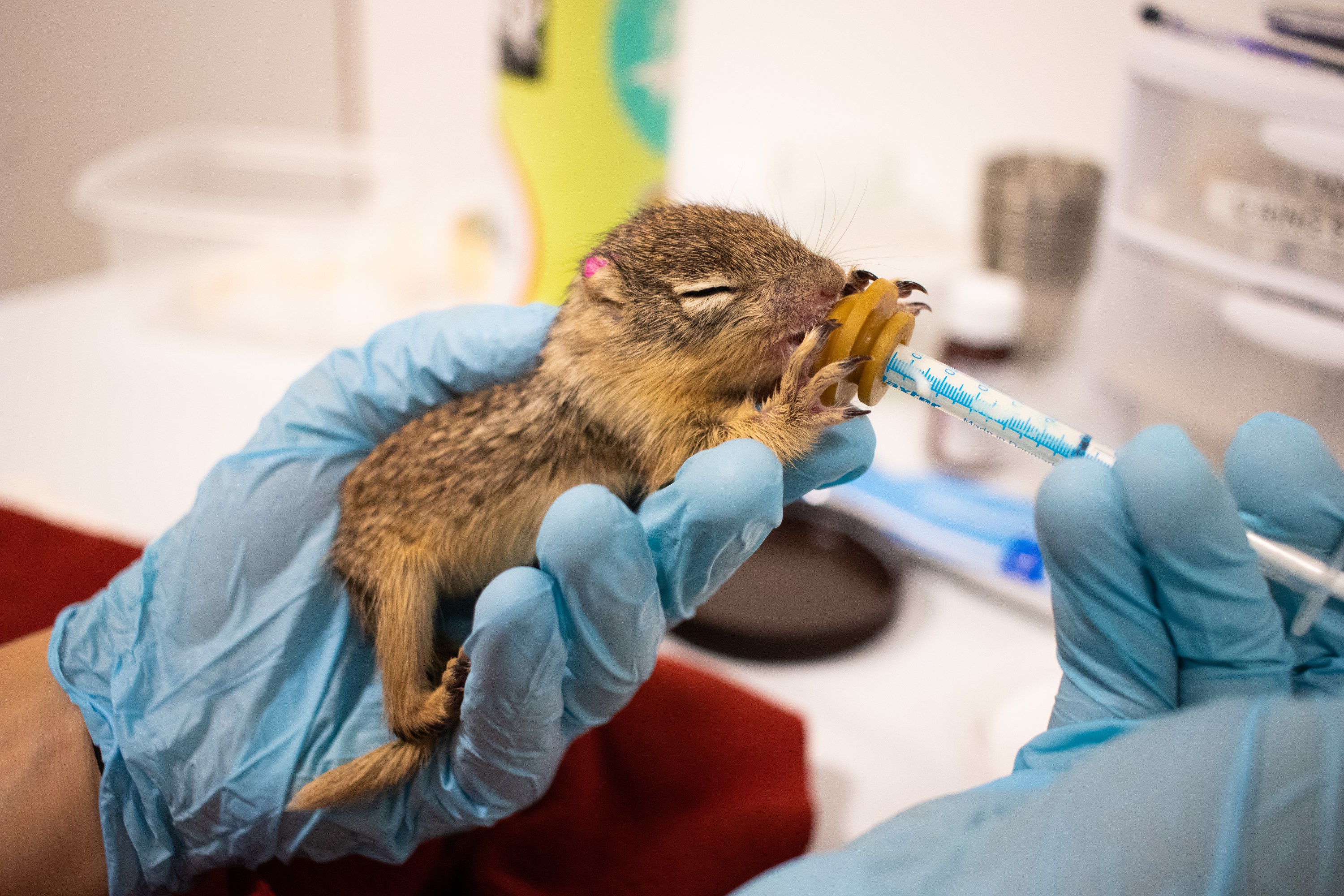 Santa Barbara’s New Wild Animal Hospital Is a Home of ‘Hopeful Work ...