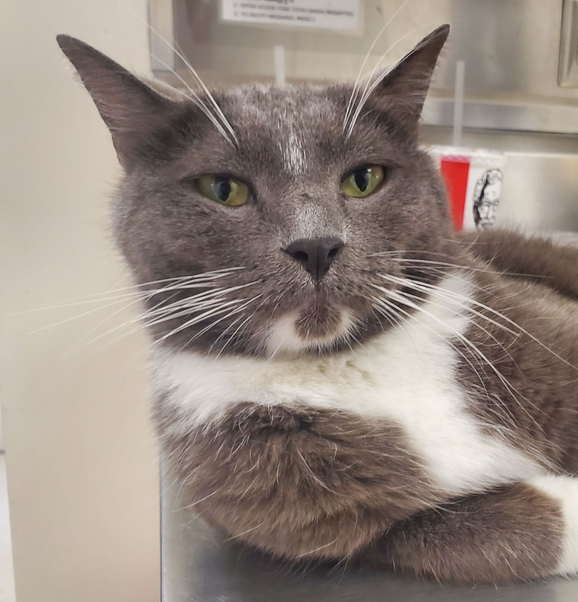 Matthews, Barbie and Layla - The Santa Barbara Independent