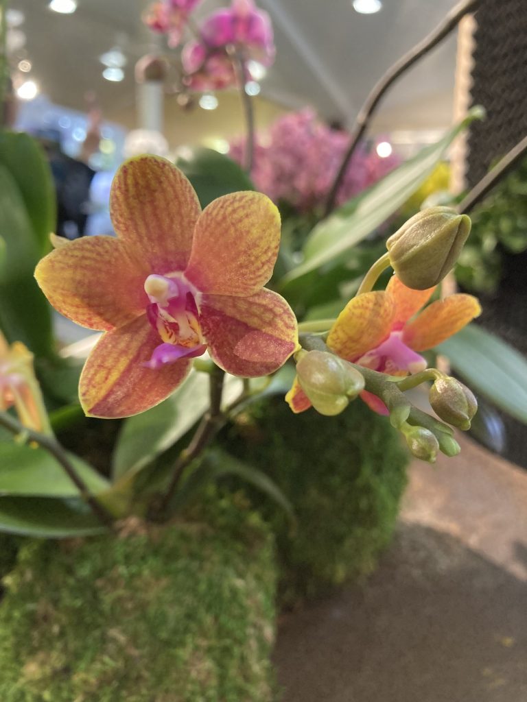 The Santa Barbara International Orchid Show Celebrated One of Nature’s Most Spectacular Flowers ...