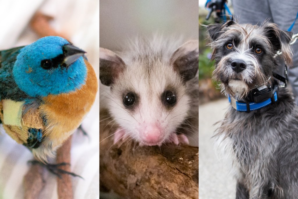 Santa Barbara Pets & Animals, 2023 Edition - The Santa Barbara Independent