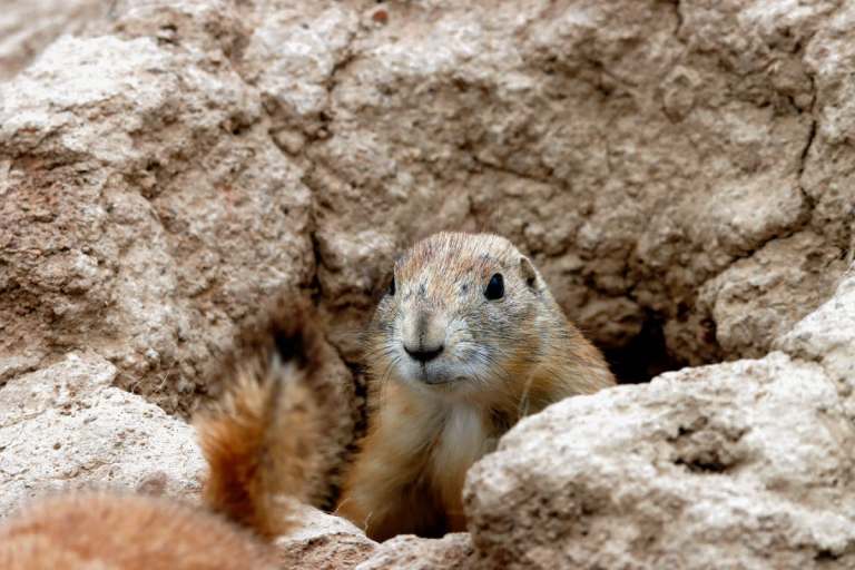 Healthy Ecosystems Are Critical to Our Survival - The Santa Barbara ...