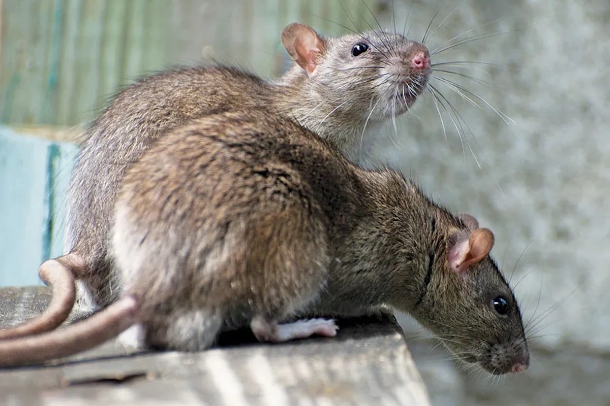 Can Birth Control Fix Your Rat Problem? - The Santa Barbara Independent
