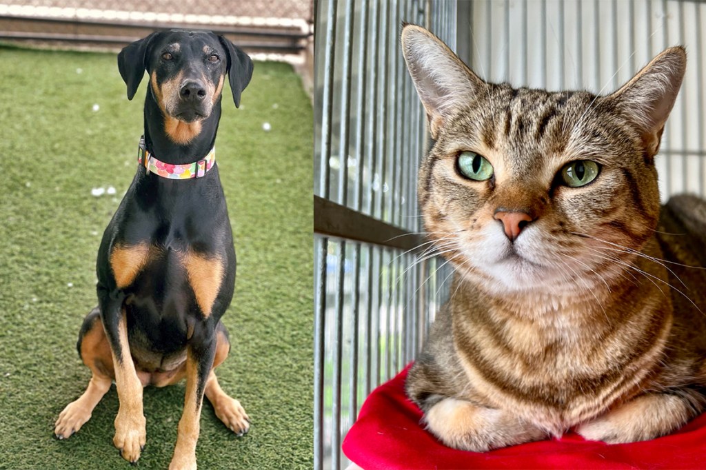 Santa Barbara Humane Launches New Resource to Protect Pets and Leave a ...