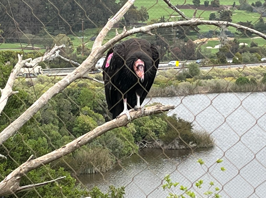 Santa Barbara Zoo and CSU Channel Islands Celebrate Conservation ...