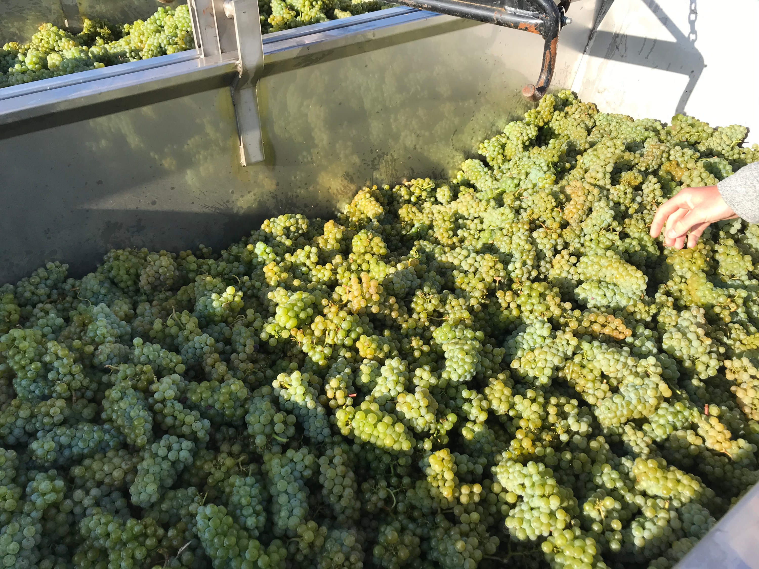 Turning Wine Grape Waste into Dessert - The Santa Barbara Independent
