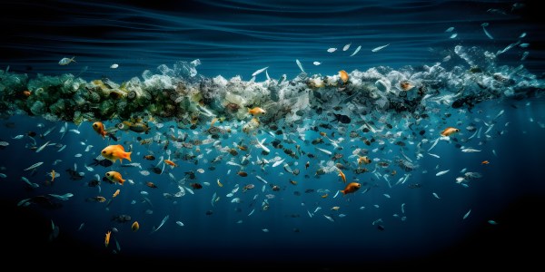 Restoring Damaged Ecosystems - The Santa Barbara Independent