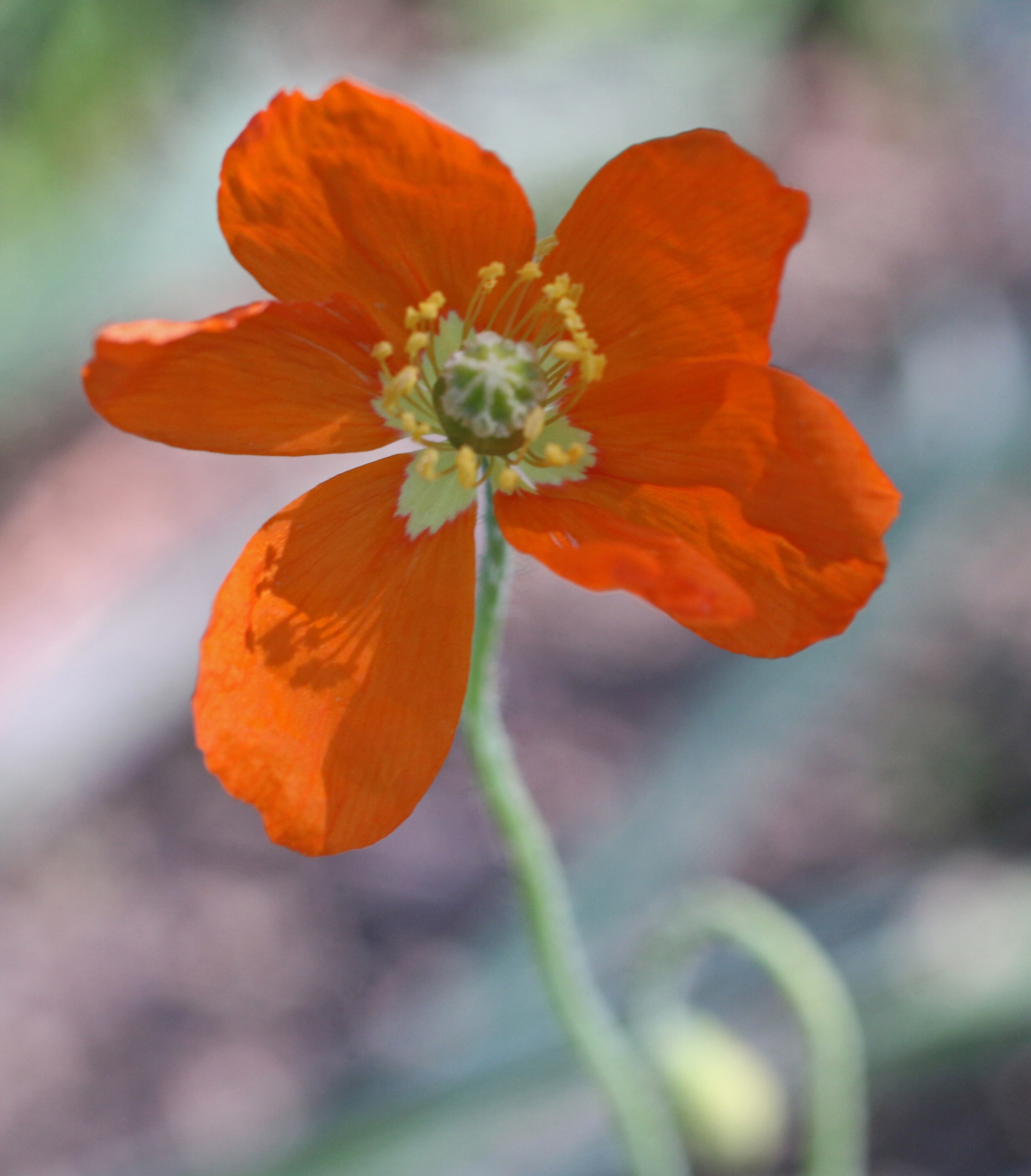 A Santa Barbara Canyon Recovers from Fire and Rain - The Santa Barbara ...