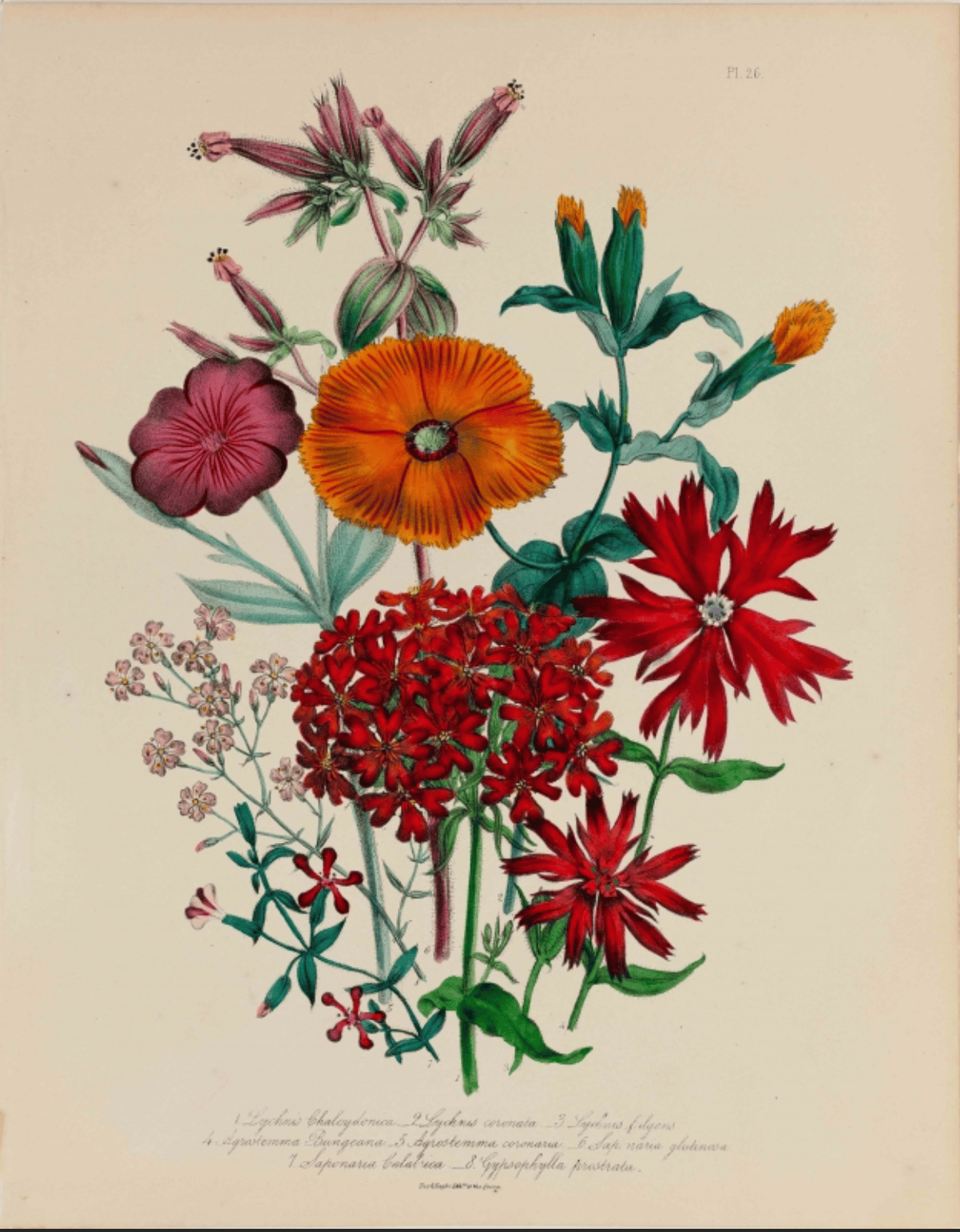 The Santa Barbara Museum of Natural History Celebrates Early Women ...
