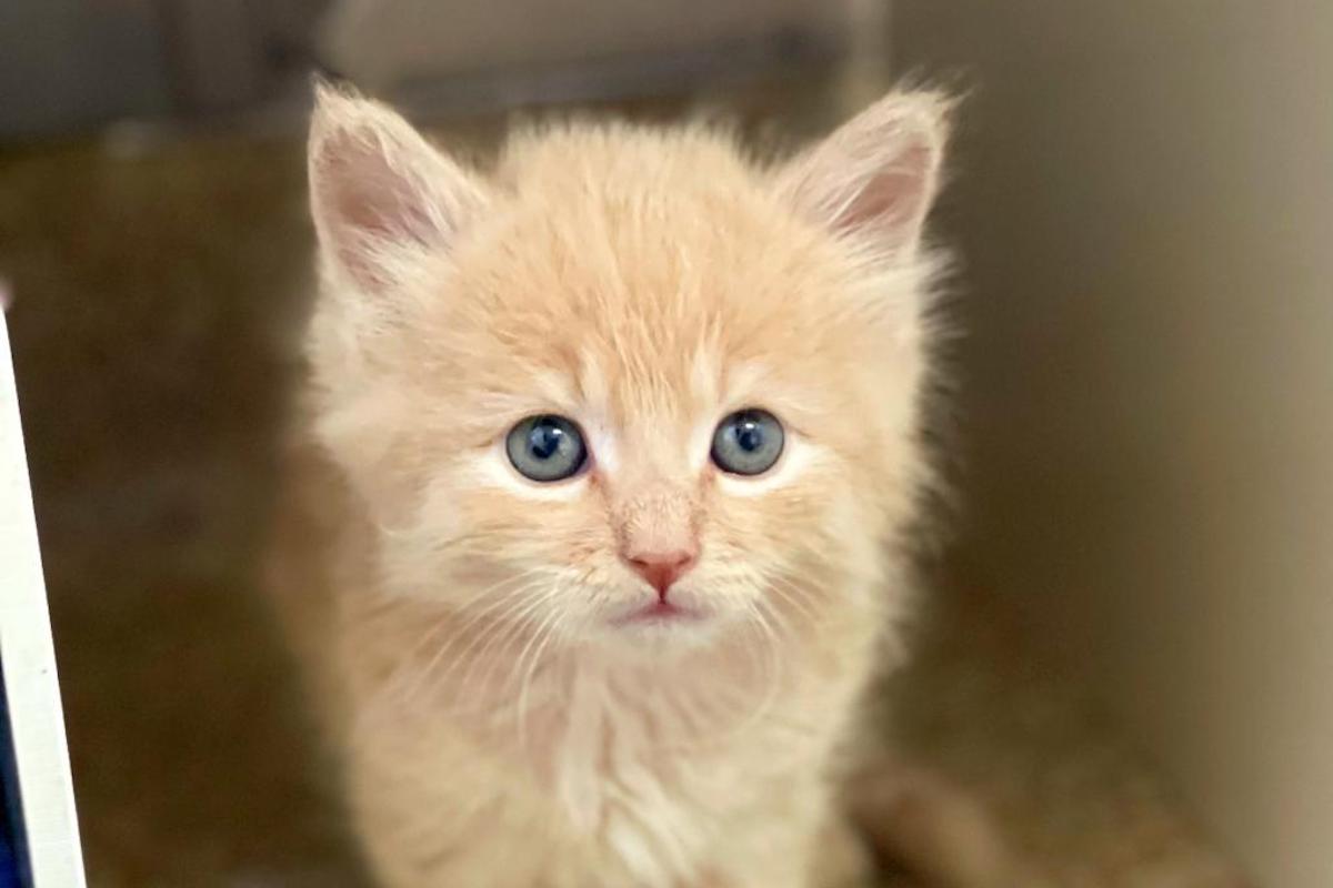 Santa Barbara Humane Welcomes 47 Kittens, Announces Expanded Walk-In ...