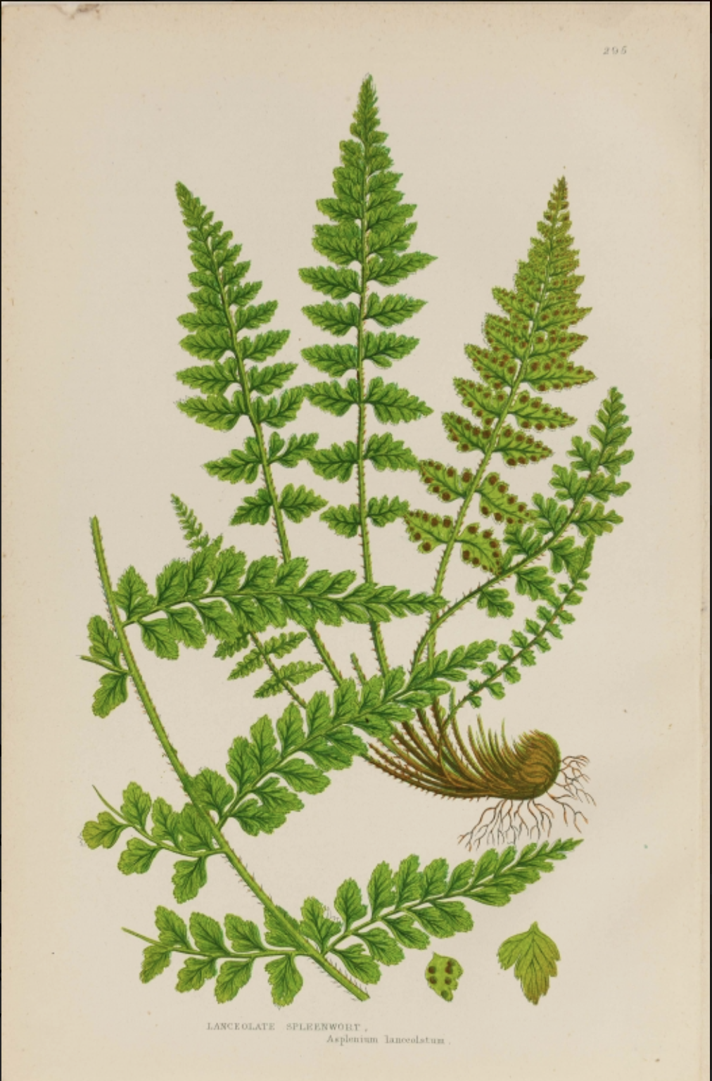 The Santa Barbara Museum of Natural History Celebrates Early Women ...