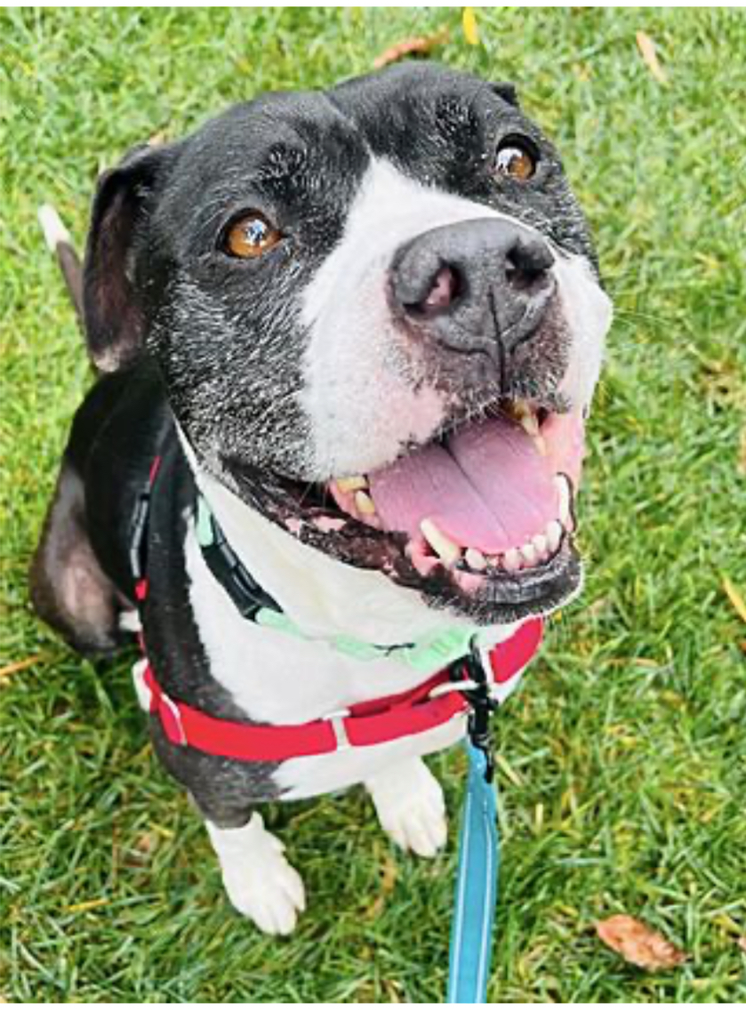 Dakota & Rice Krispies - The Santa Barbara Independent