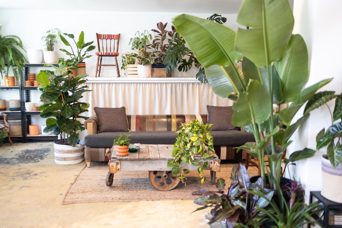 Green Thumbs, Great Design at Sisters Plant Shop and Bea Furnishings ...