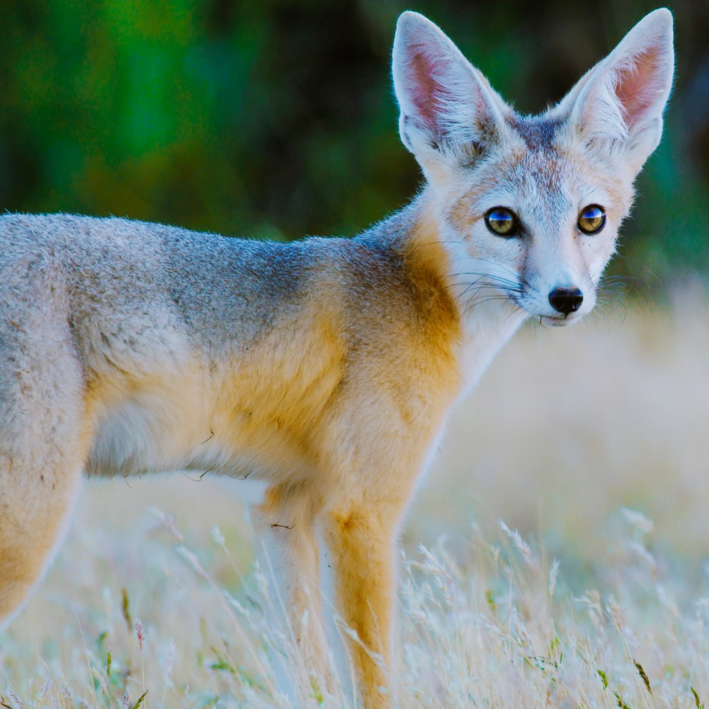 Capturing the Natural Moment - The Santa Barbara Independent