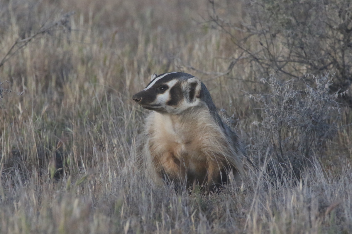 My Quest for Badger - The Santa Barbara Independent