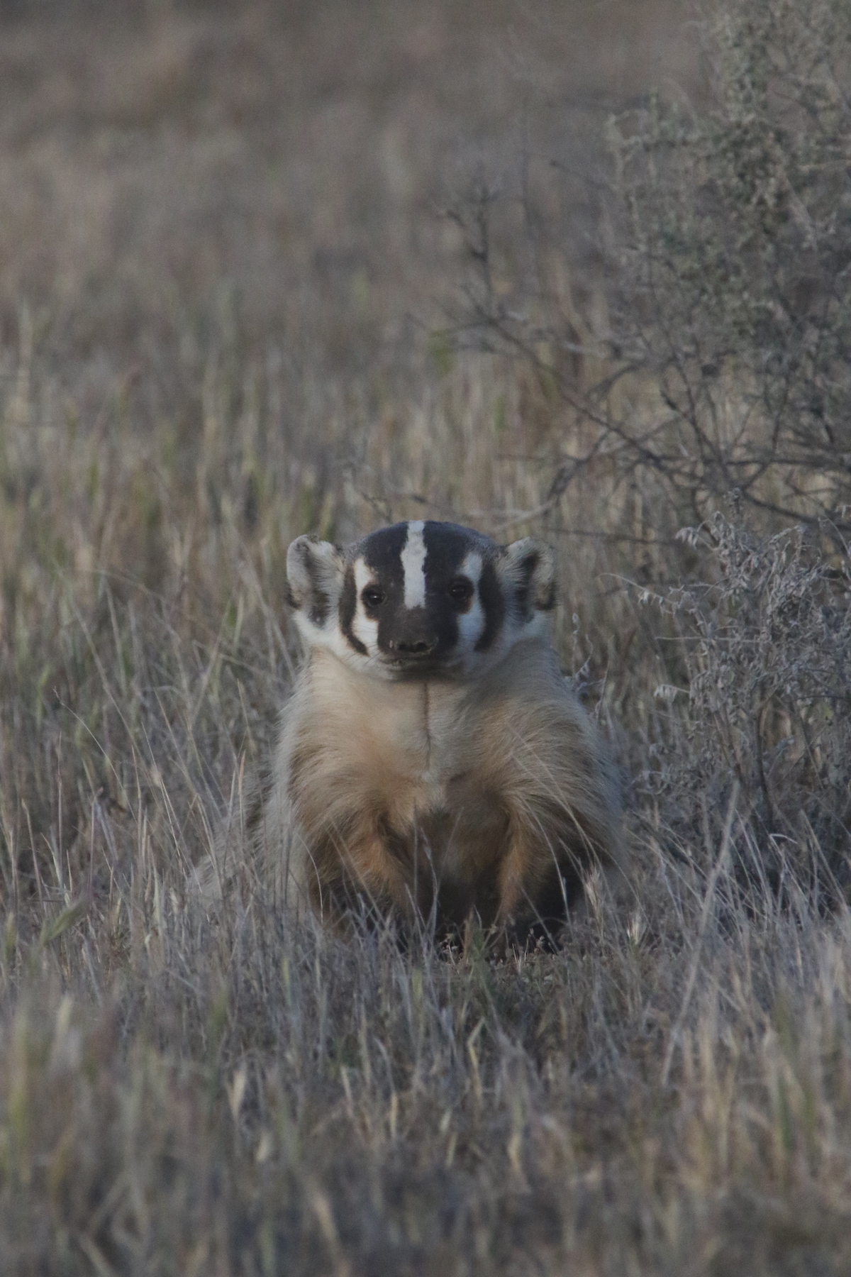 My Quest for Badger - The Santa Barbara Independent