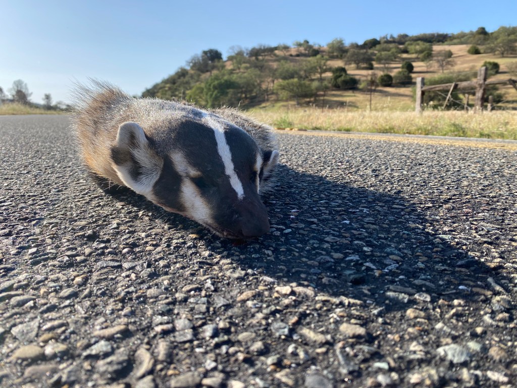 My Quest for Badger - The Santa Barbara Independent