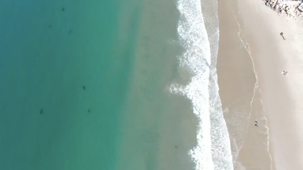 Santa Barbara Channel Sightings: The Red Tide and Great Whites - The ...