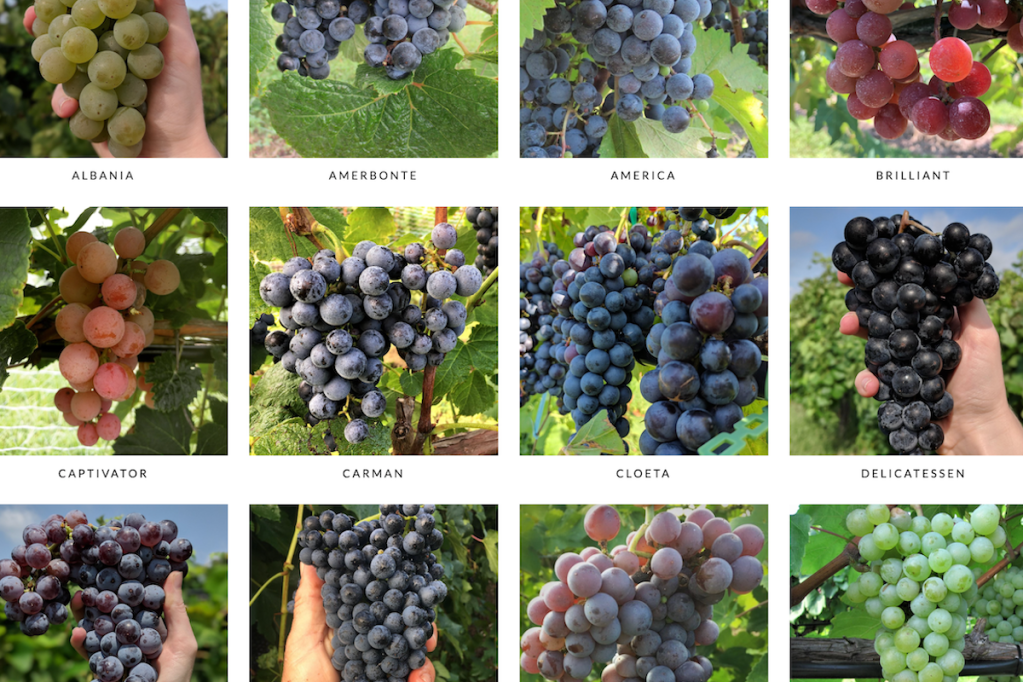 Full Belly Files | Getting Intel on Indigenous American Grapes - The ...