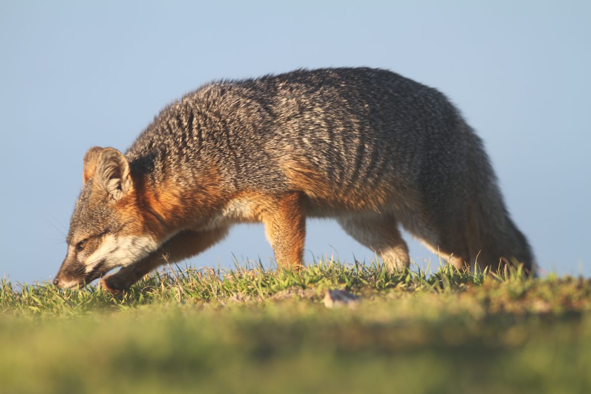 Island Foxes Are Back at the Channel Islands on Santa Barbara’s Coast ...