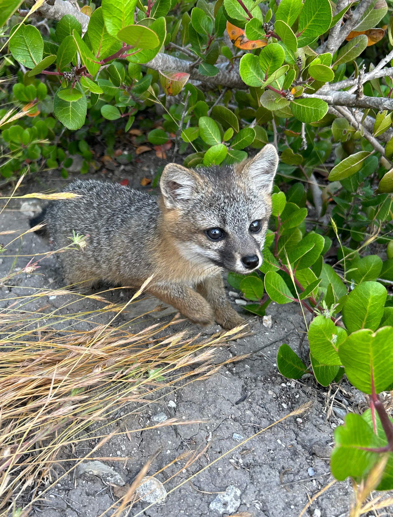 Island Foxes Are Back at the Channel Islands on Santa Barbara’s Coast - The Santa Barbara ...