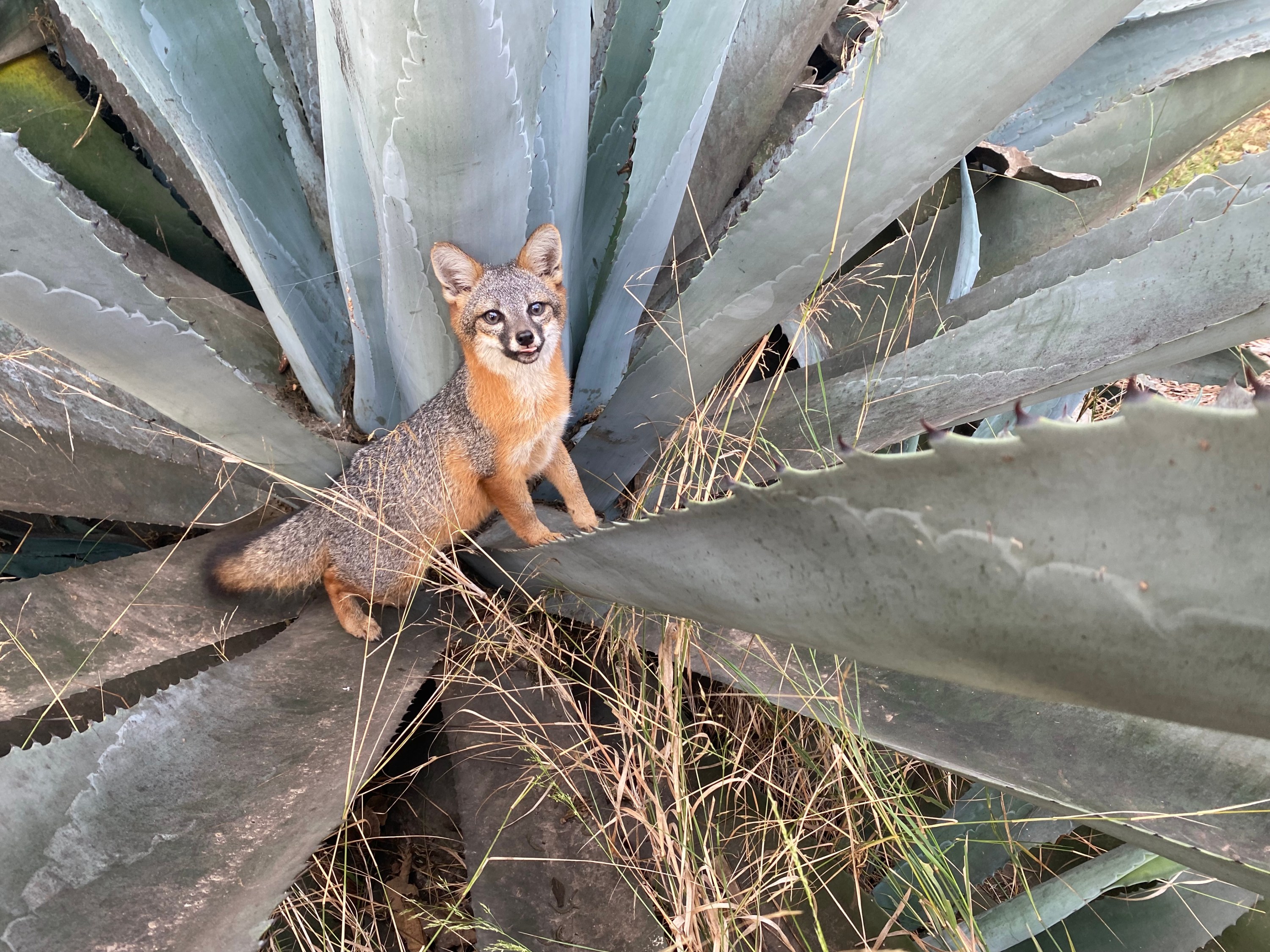 Island Foxes Are Back at the Channel Islands on Santa Barbara’s Coast - The Santa Barbara ...