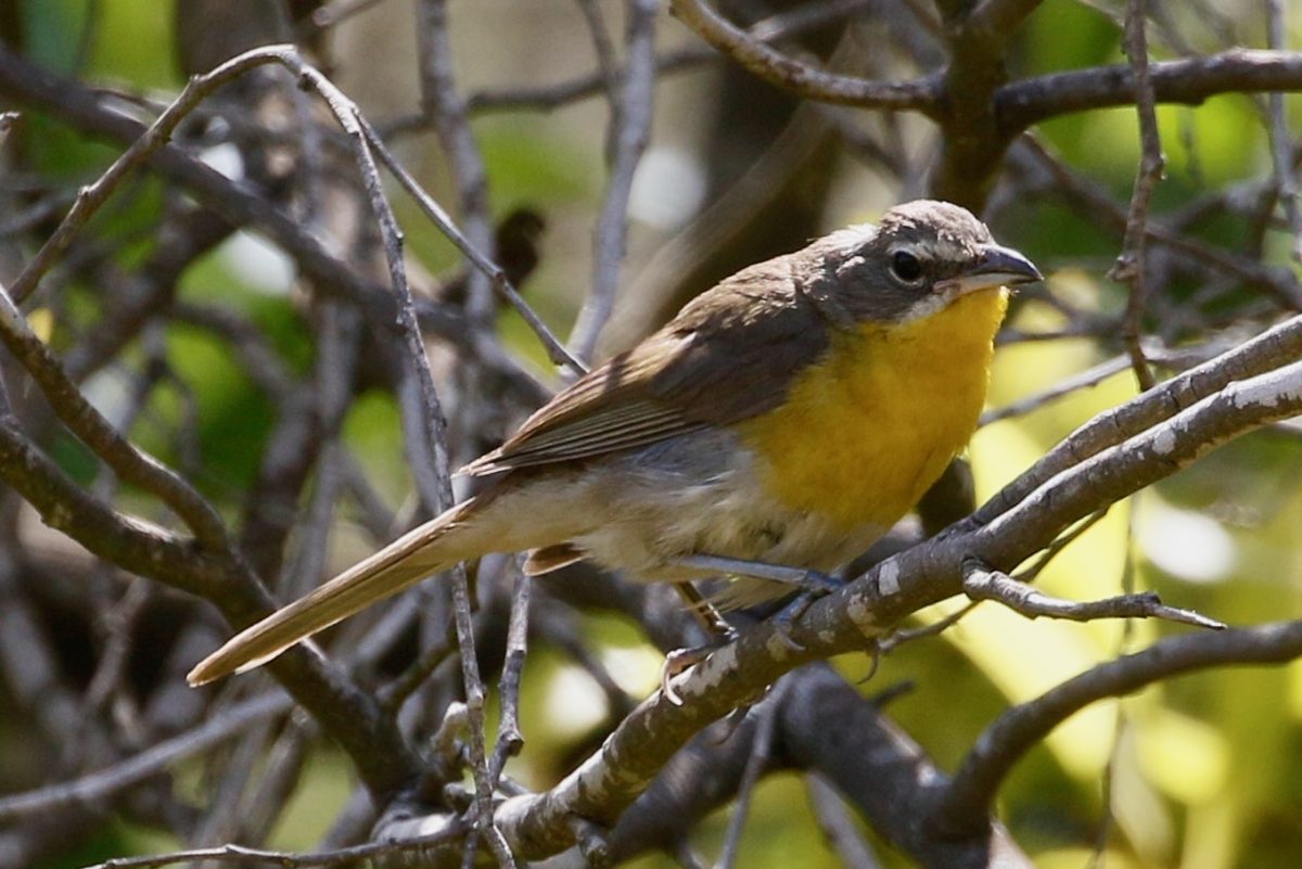 Arroyo Burro Open Space Restoration Pays off Dividends for Santa ...