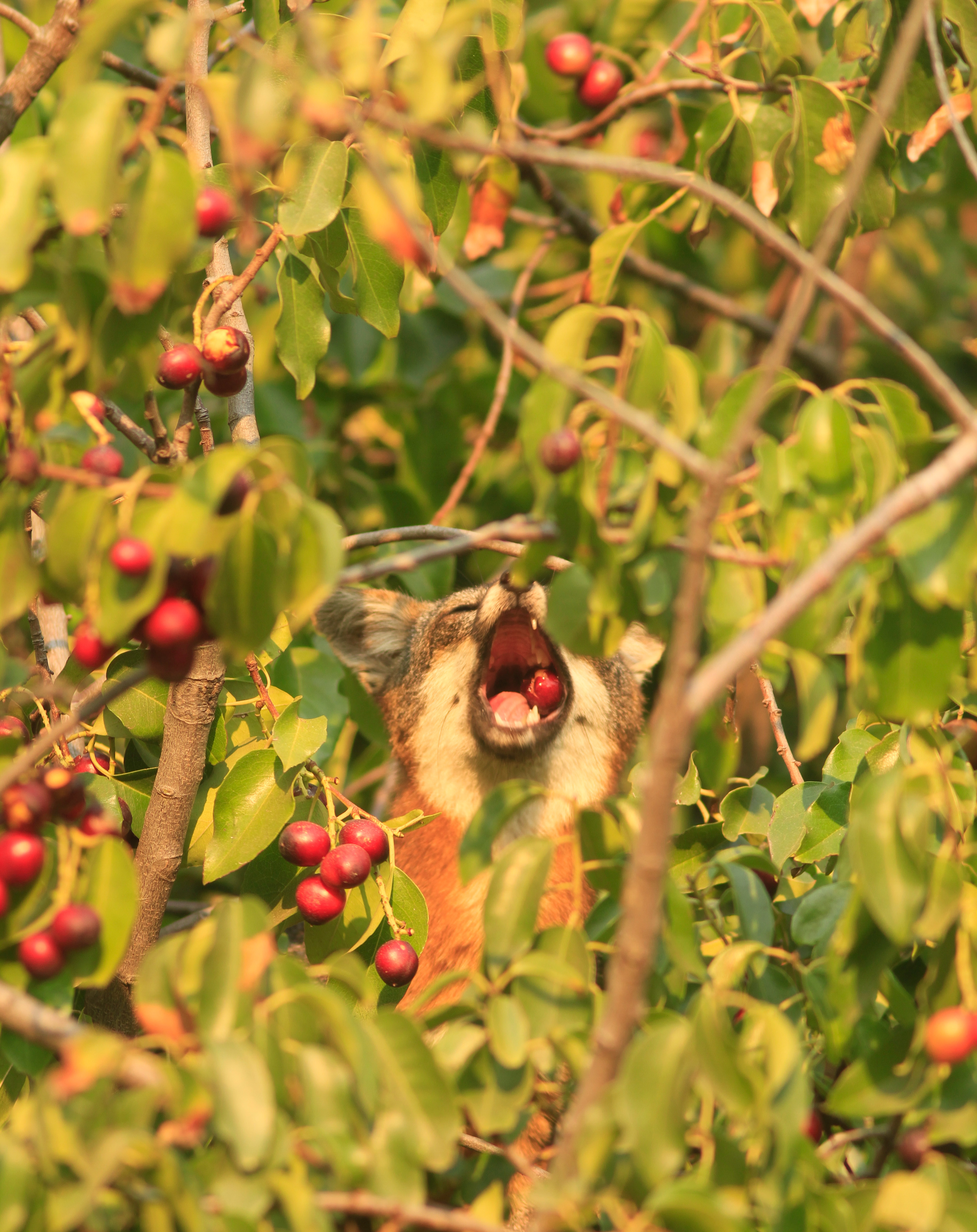 Island Foxes Are Back at the Channel Islands on Santa Barbara’s Coast ...