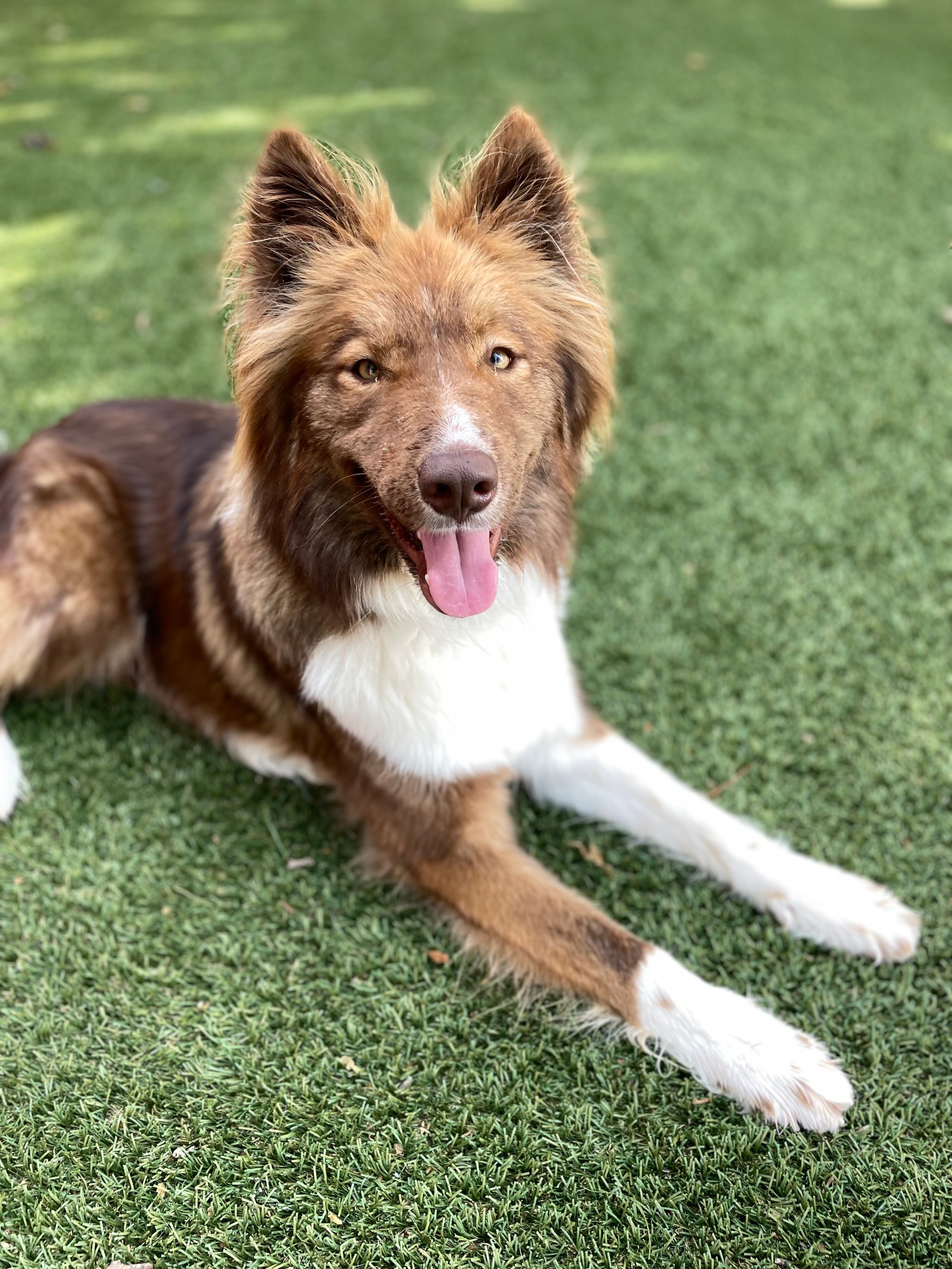 Marley, Gordon and Skylar - The Santa Barbara Independent