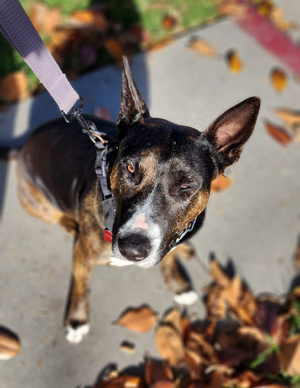 Marley, Gordon and Skylar - The Santa Barbara Independent