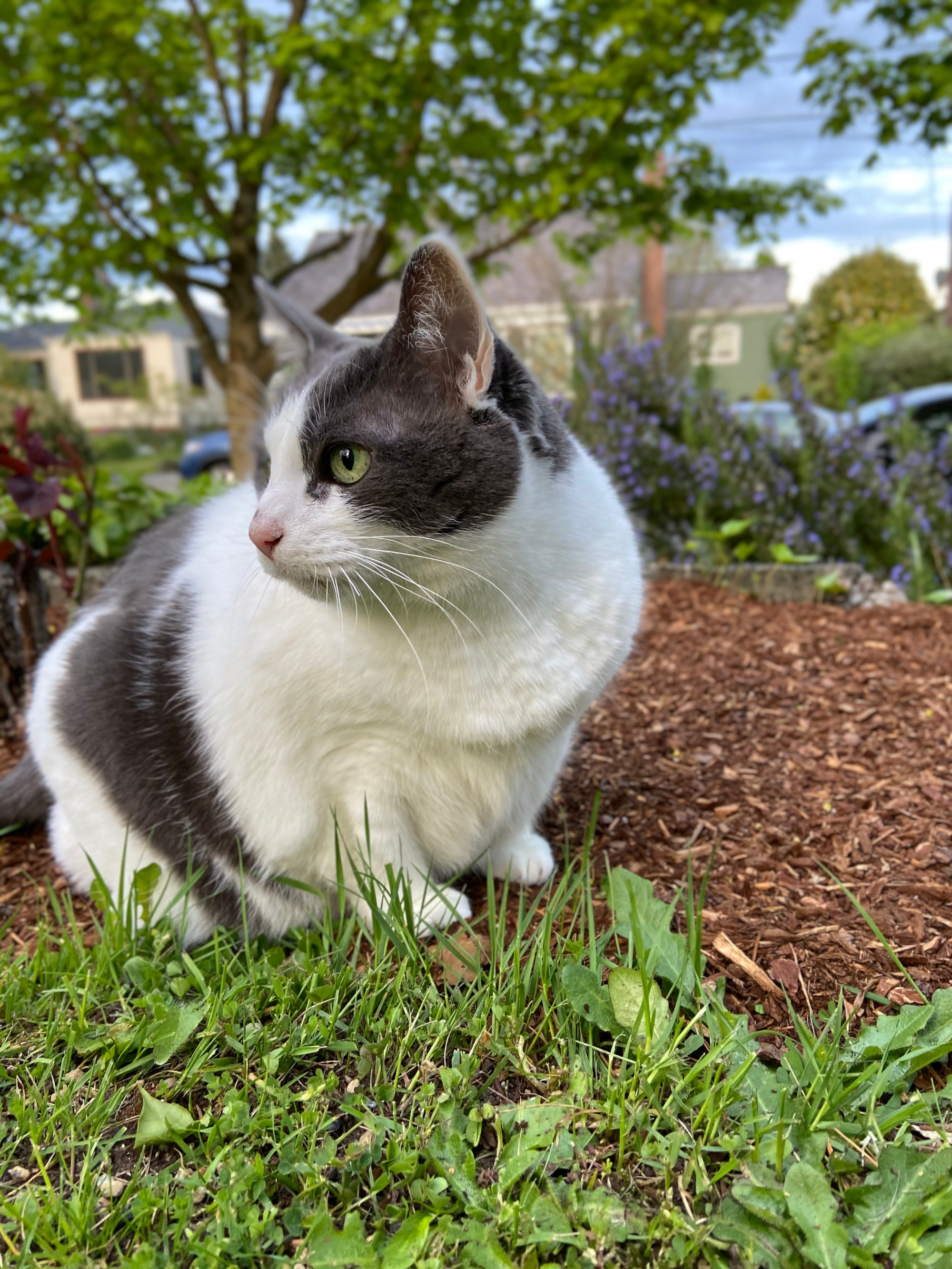 A Last Hurrah for Santa Barbara’s Cat Mewseum - The Santa Barbara ...