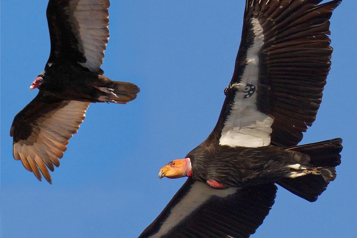 Saving the California Condor from the Brink of Extinction - The Santa ...