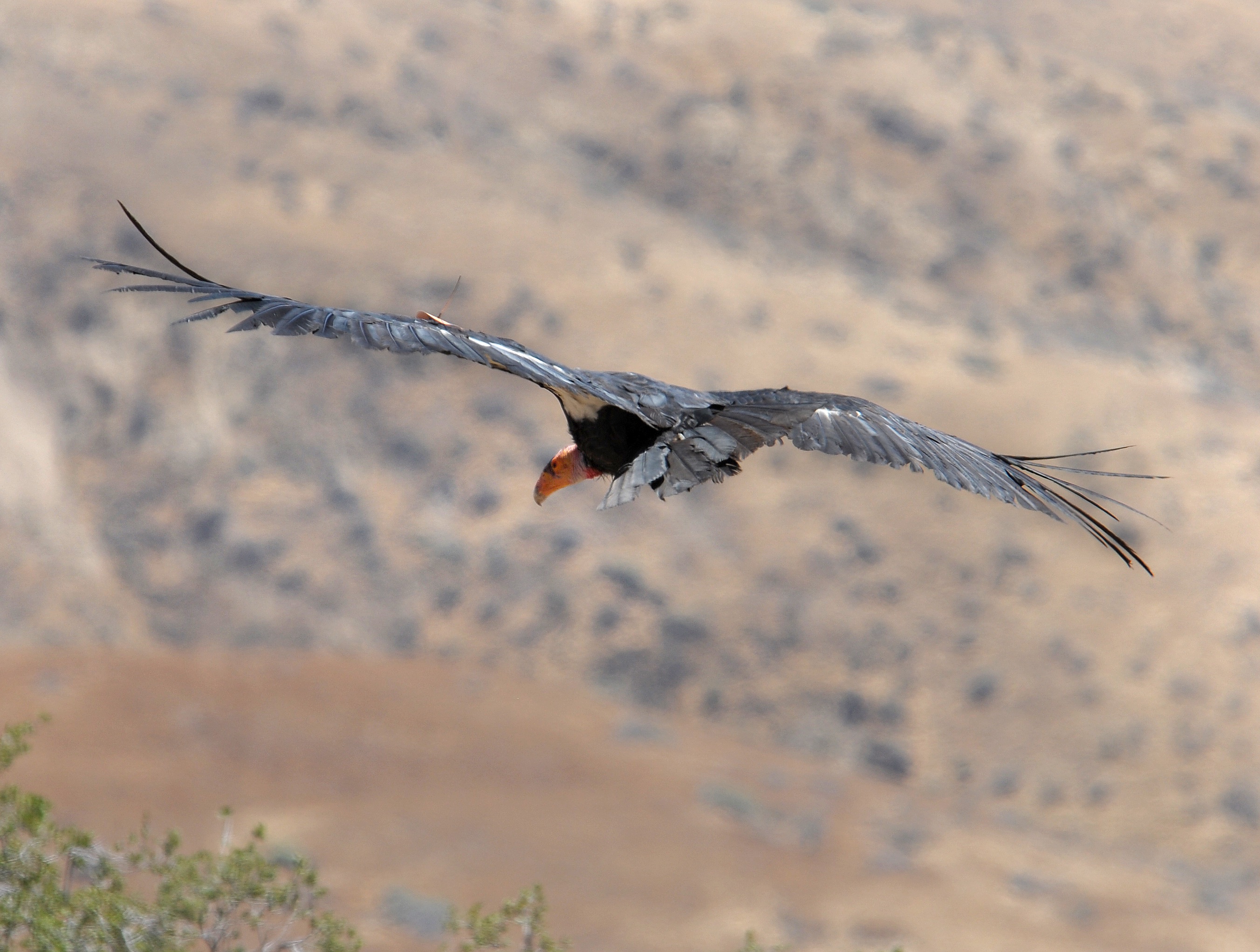 The Santa Barbara Scientist Who Found Poison in the Pacific - The Santa ...