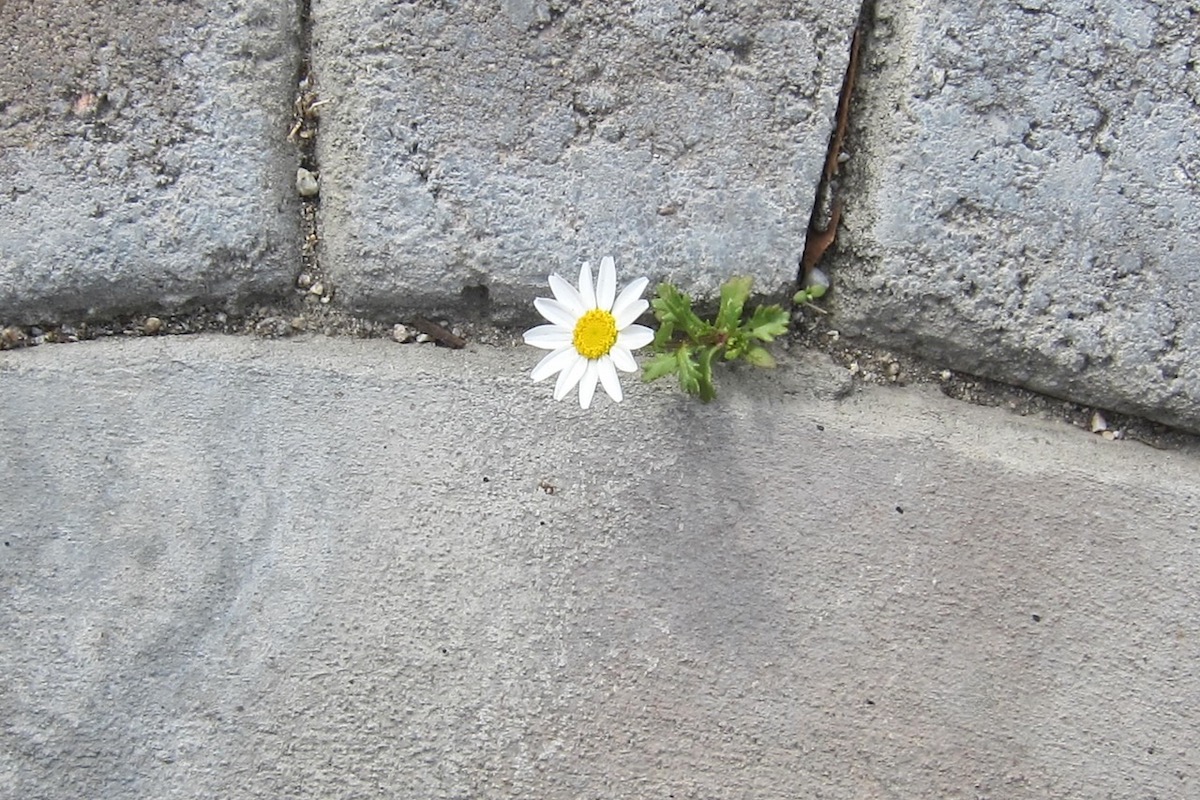 Happiness Happens - The Santa Barbara Independent