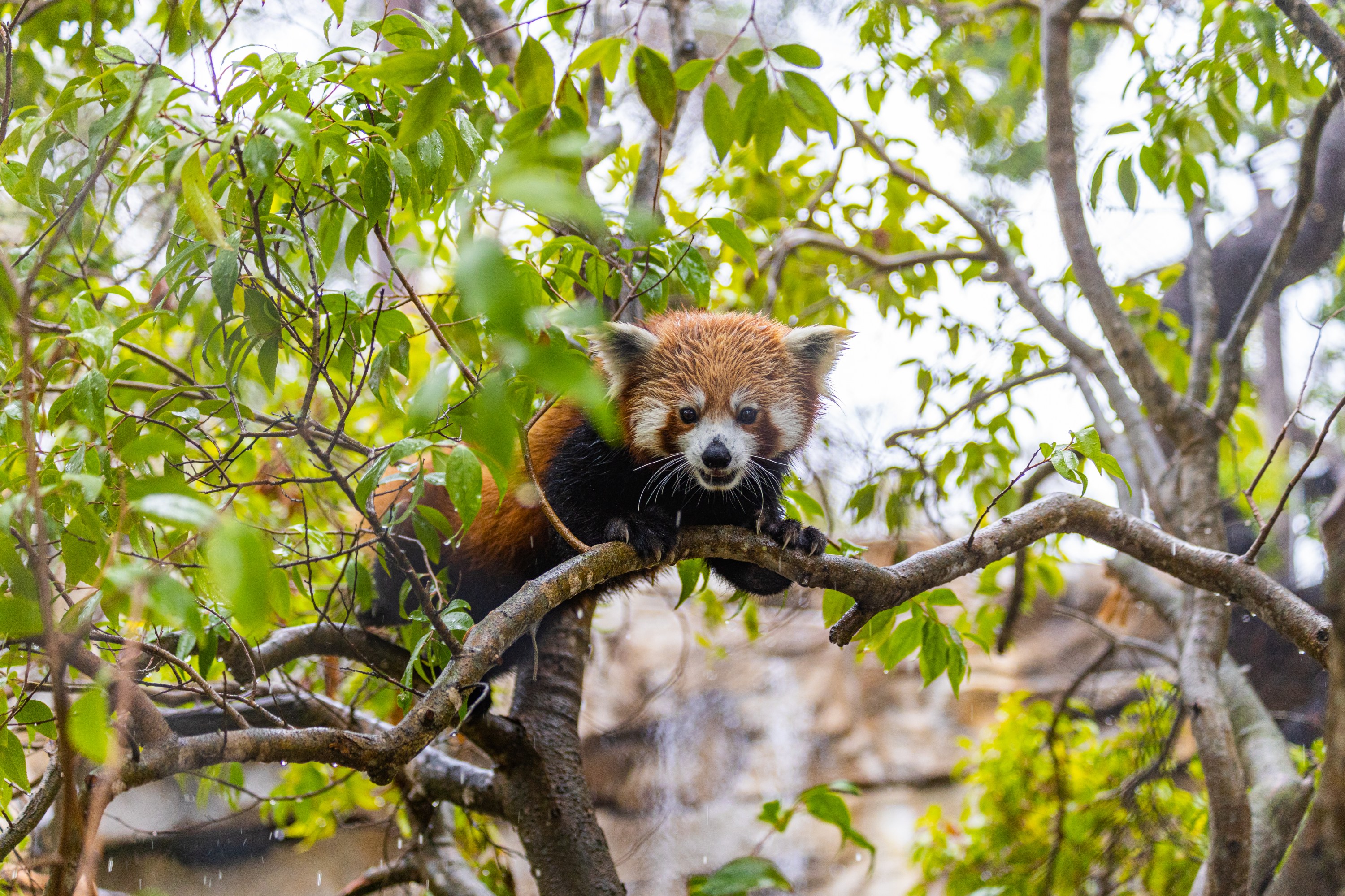 Seeing Red at the Santa Barbara Zoo - The Santa Barbara Independent