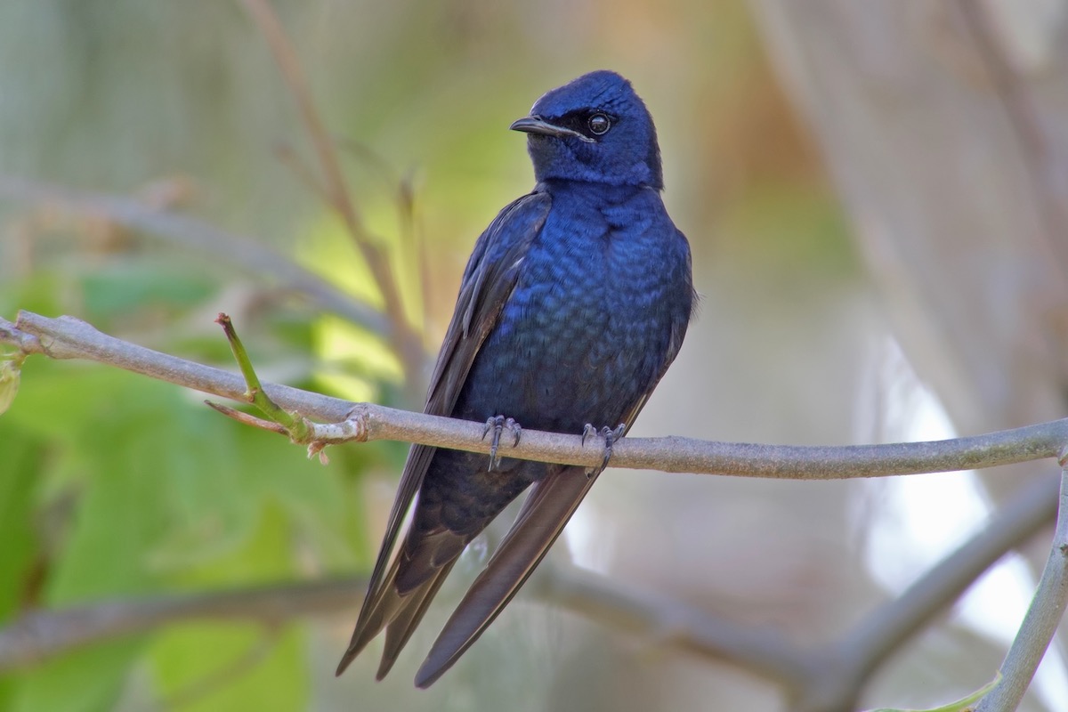 Flying Under the Radar, Purple Martins in Santa Barbara County’s ...