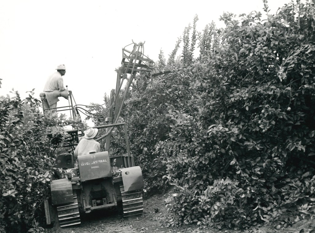 Growing in the Goodland: Goleta’s Zesty History - The Santa Barbara ...