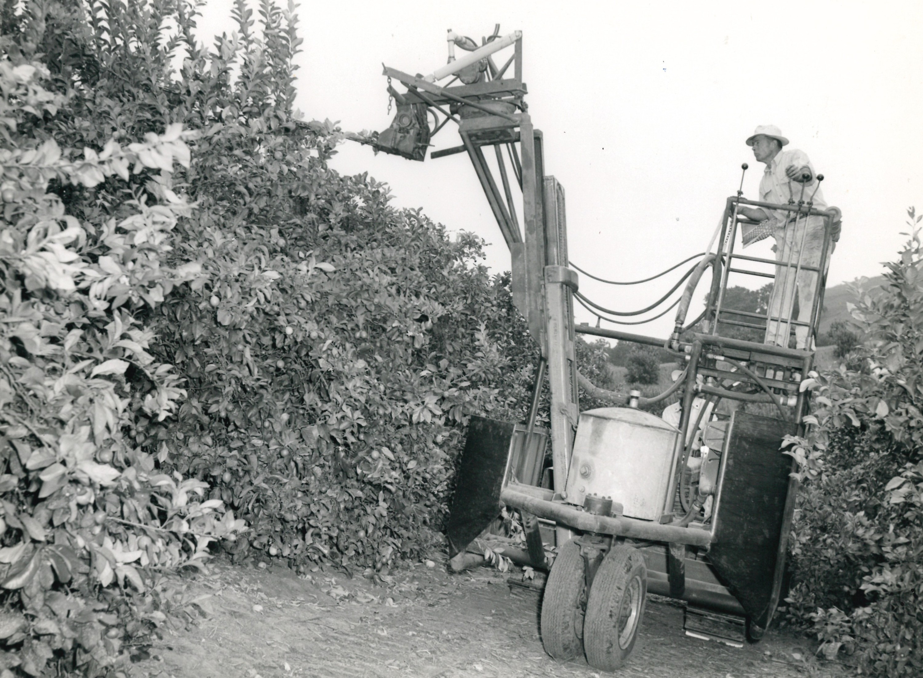 Growing in the Goodland: Goleta’s Zesty History - The Santa Barbara ...