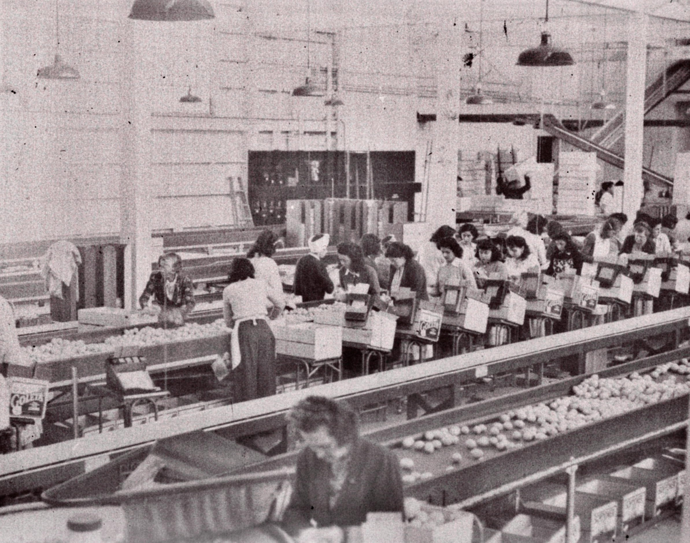 Growing in the Goodland: Goleta’s Zesty History - The Santa Barbara ...