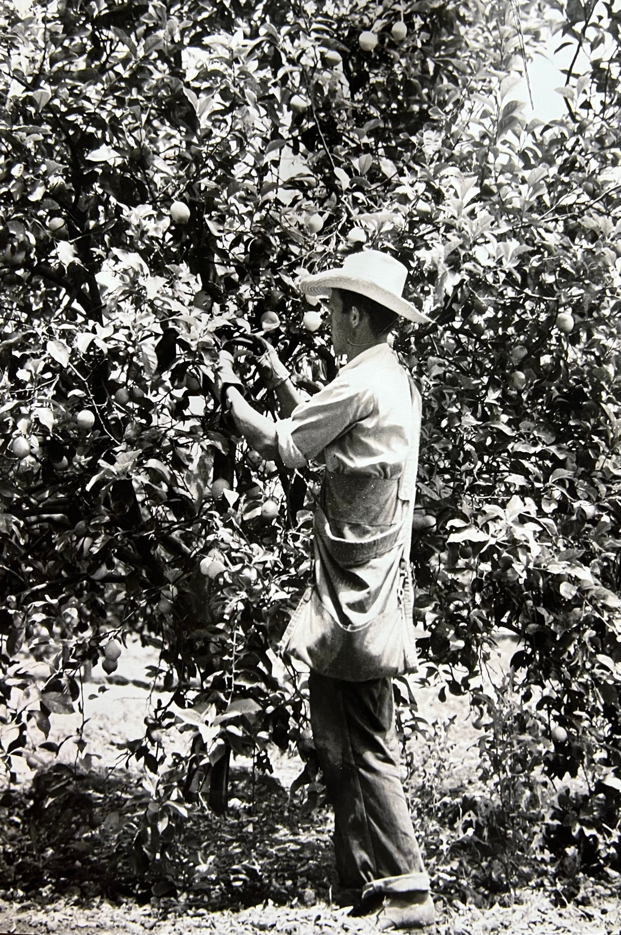 Growing in the Goodland: Goleta’s Zesty History - The Santa Barbara ...