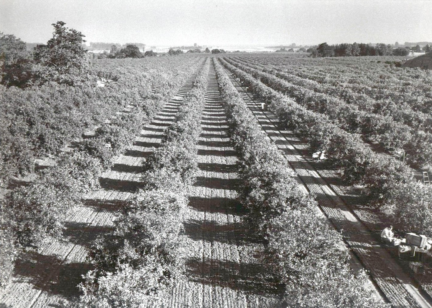 Growing in the Goodland: Goleta’s Zesty History - The Santa Barbara ...