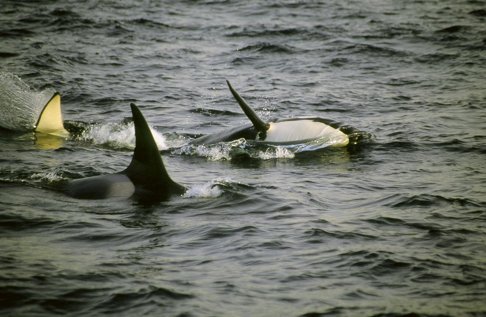 A Whale of a Designation - The Santa Barbara Independent
