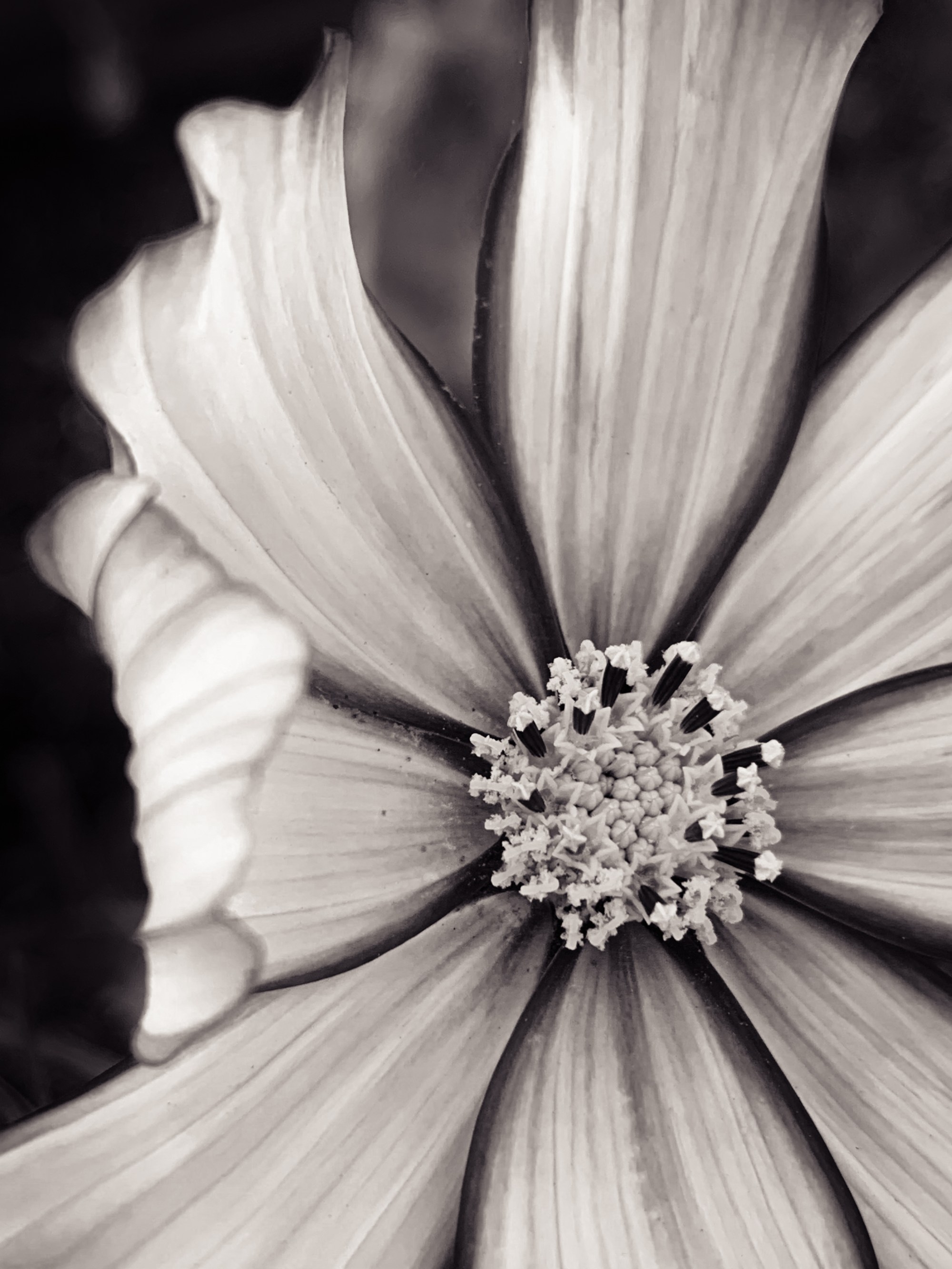 Jean Morrison Phillips Photography Show at Santa Barbara Central ...