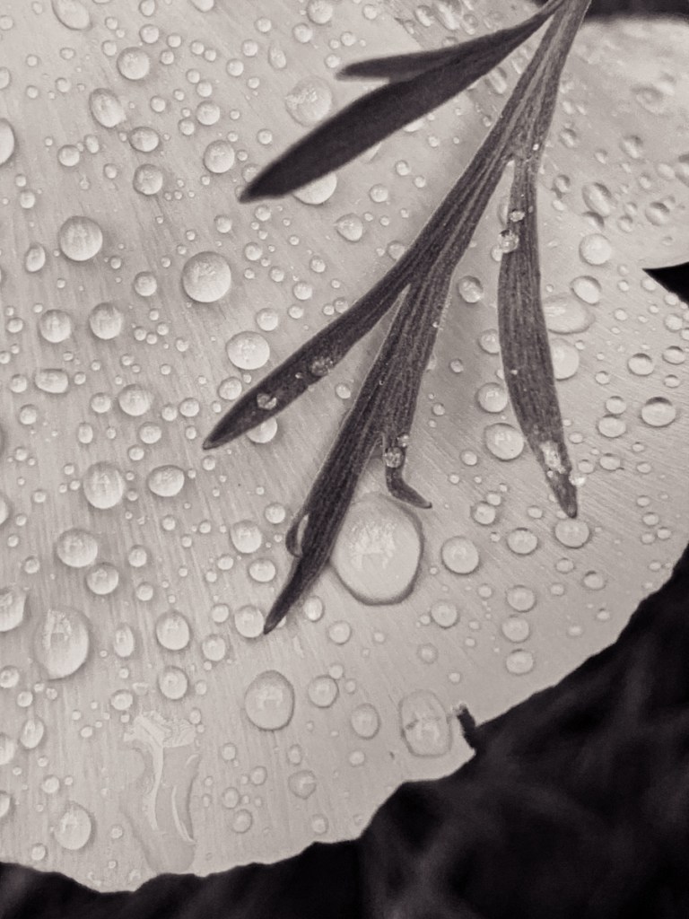 Jean Morrison Phillips Photography Show at Santa Barbara Central ...