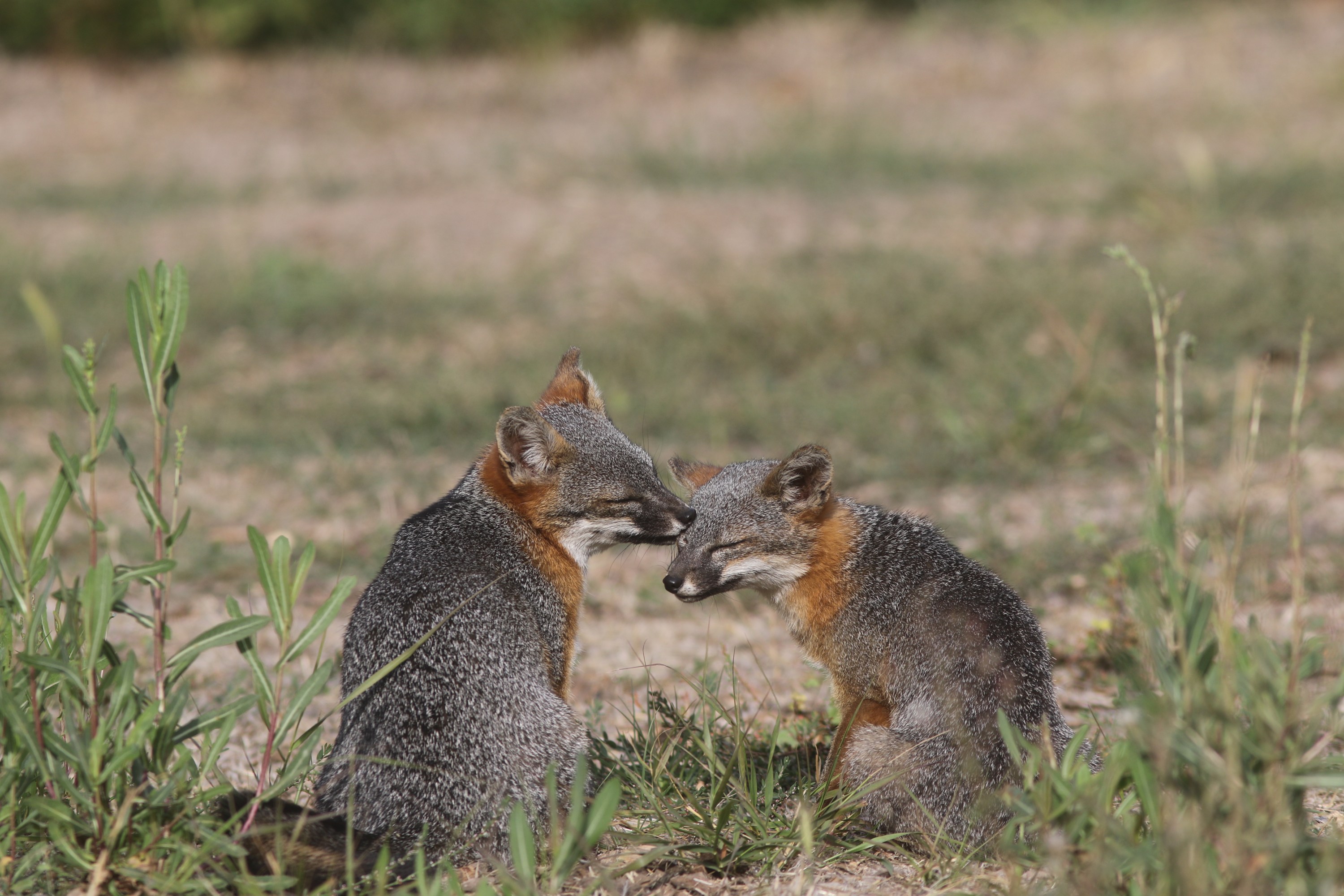 Chuck Graham’s Ode to the Channel Islands - The Santa Barbara Independent