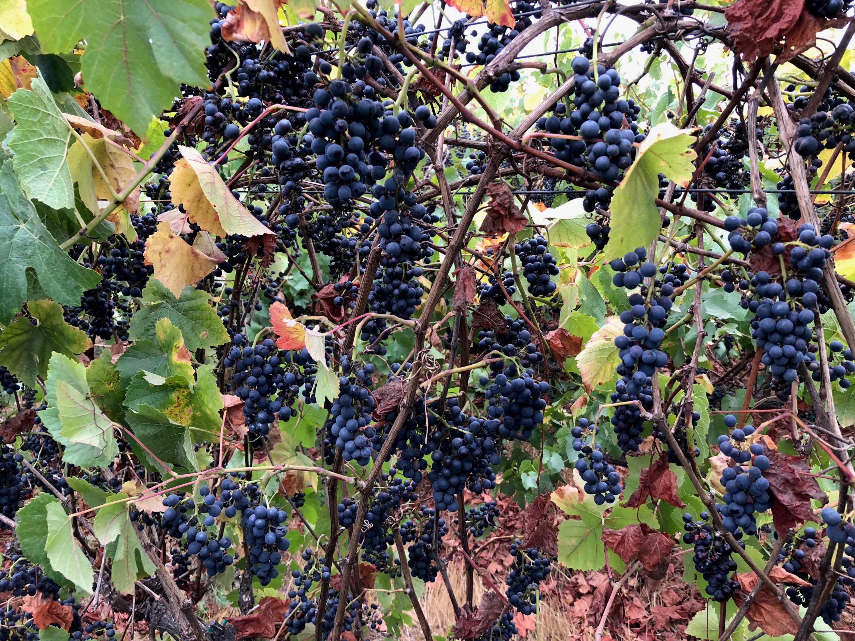 The Wild King Vineyard’s Natural Wisdom - The Santa Barbara Independent